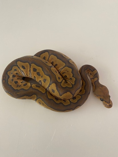 Hypo Clown Ball Python by Tom Ellis Constriction