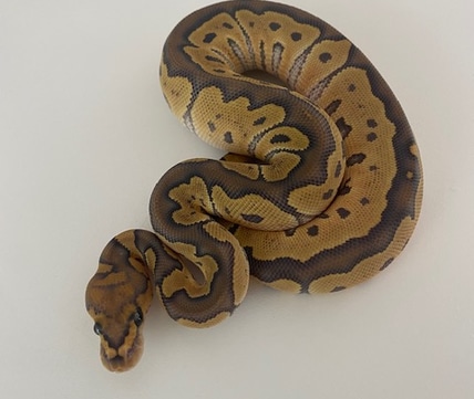 Paradox Ivory Het Clown Ball Python by Tom Ellis Constriction - MorphMarket