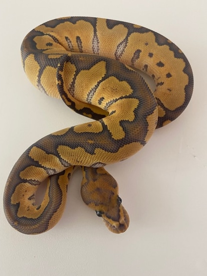 Hypo Clown Free Shipping Ball Python by Tom Ellis Constriction