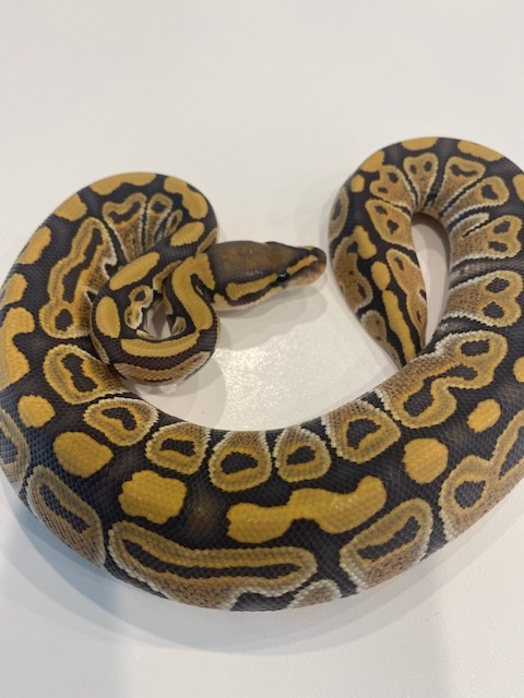 Hypo Het Clown Ball Python by Tom Ellis Constriction - MorphMarket