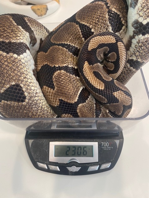 Big Proven Double Het Female Ball Python by Tom Ellis Constriction ...