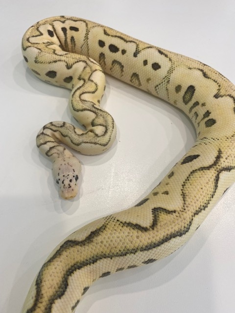 Pastel DG Clown Ball Python by Tom Ellis Constriction - MorphMarket