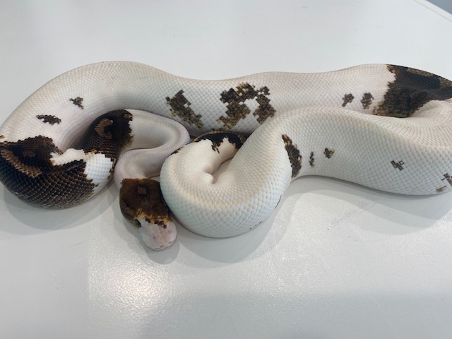 Paradox Ivory Het Clown Ball Python by Tom Ellis Constriction - MorphMarket