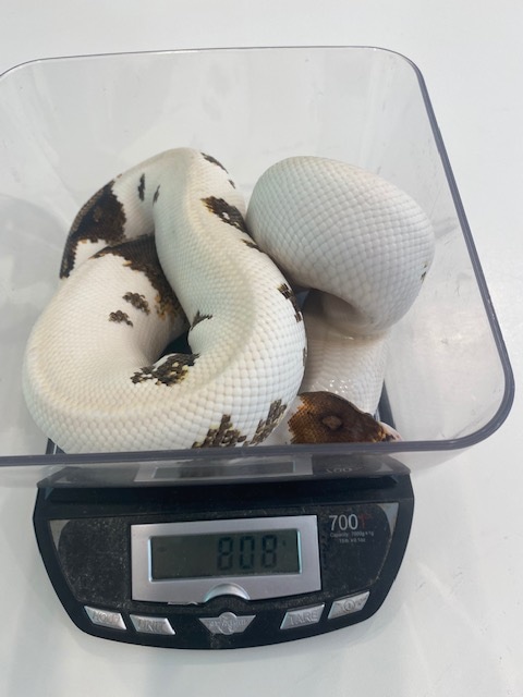 Paradox Ivory Het Clown Ball Python by Tom Ellis Constriction - MorphMarket
