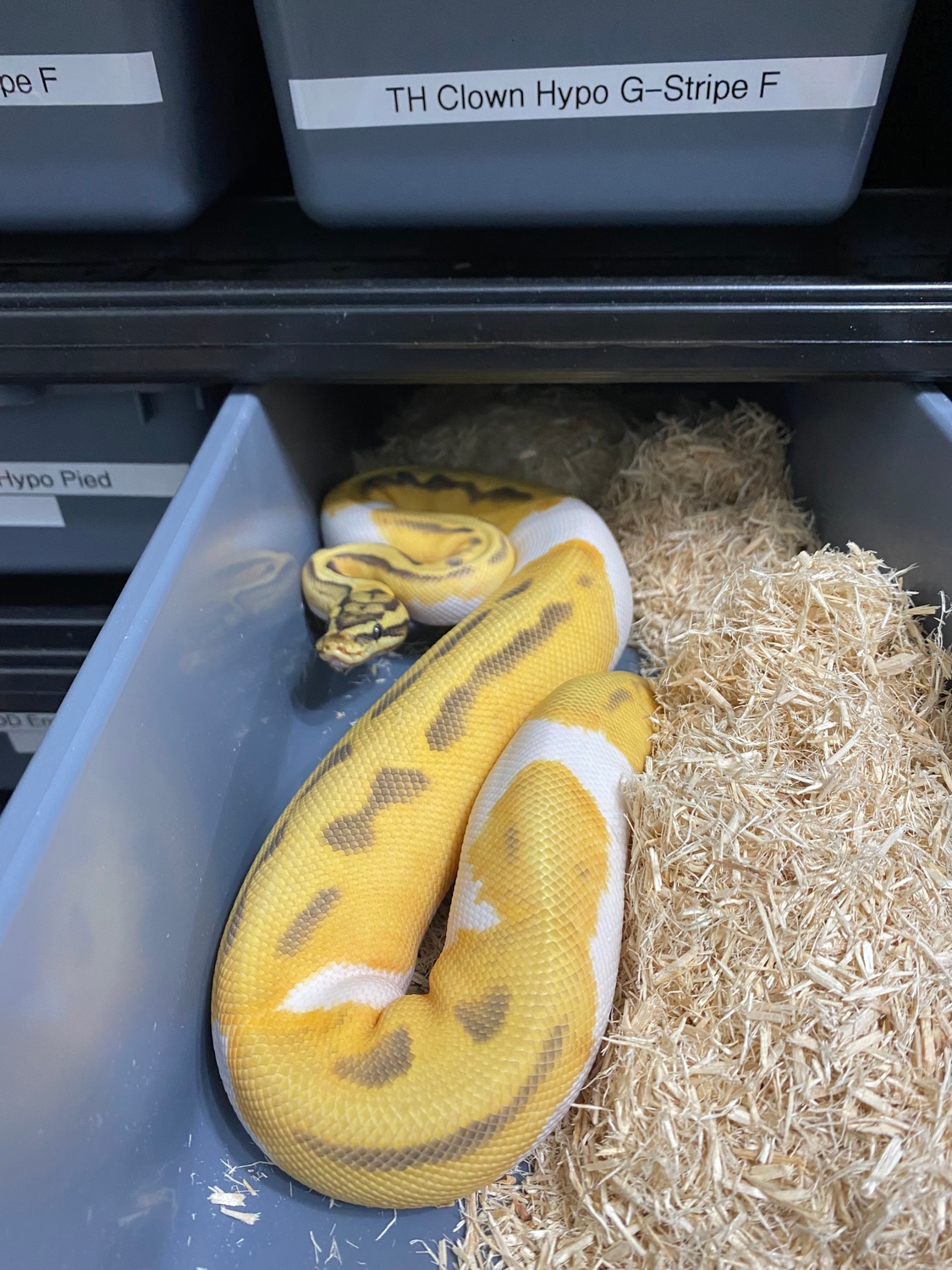 Orange Dream Enchi Pastel Hypo Pied Ball Python by Tom Ellis ...
