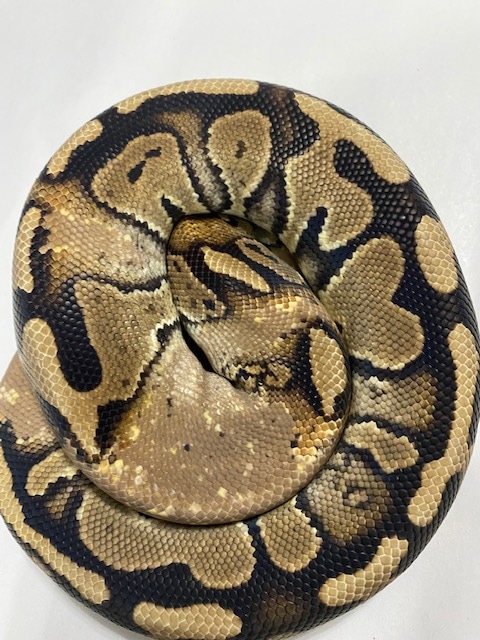 Paradox Super Cinnamon Banana Ball Python by Tom Ellis Constriction ...