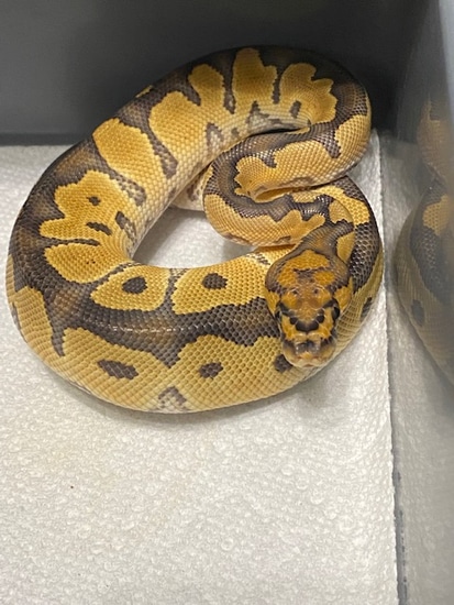Clown Het Hypo Ball Python by Tom Ellis Constriction