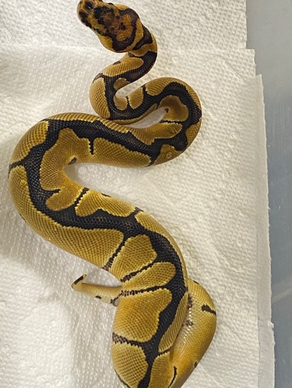 Clown Female, Best Of The Best Ball Python by Tom Ellis Constriction