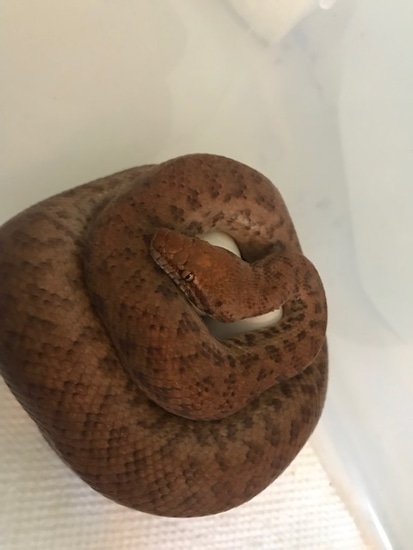 Proven Breeding Trio Of Pygmy Pythons 1.2 by Tom Ellis Constriction