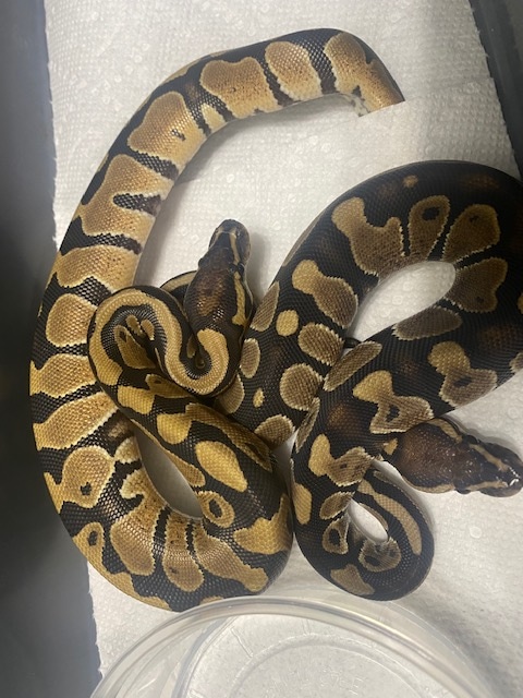 Make Chocolate DG HYPOS With This Pair! Ball Python by Tom Ellis ...