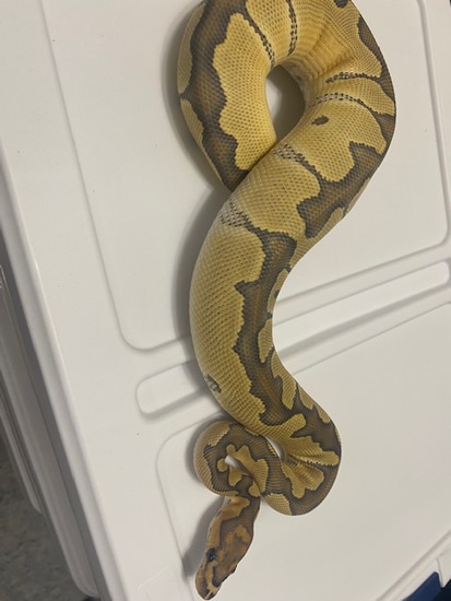 Hypo Clown Female A++++ Ball Python by Tom Ellis Constriction