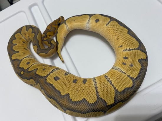 Clown Hypo Ball Python by Tom Ellis Constriction