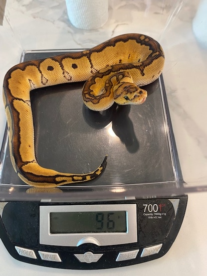 Red Stripe Clown Male Ball Python by Tom Ellis Constriction
