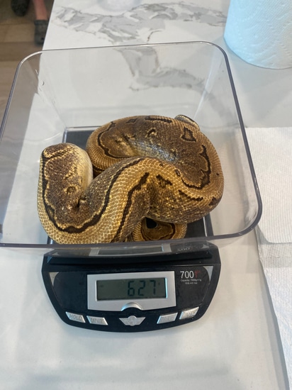 Pinstripe Fire Calico Female Ball Python by Tom Ellis Constriction