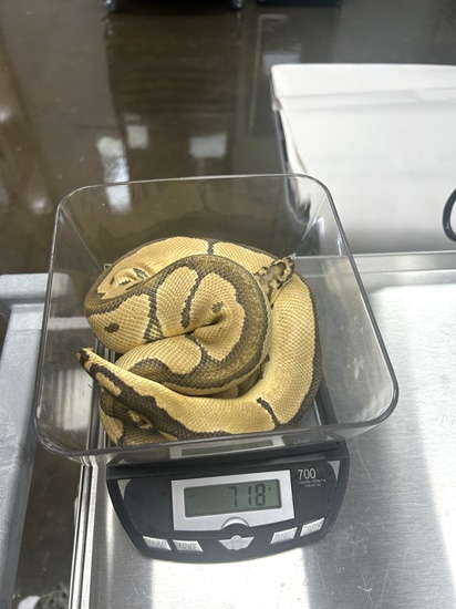 Blade Clown Male - Produces Low Low Pattern Babies Ball Python by Tom Ellis Constriction