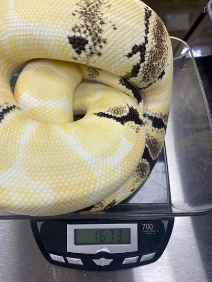 Enchi Albino Paradox RTB Female Ball Python by Tom Ellis Constriction