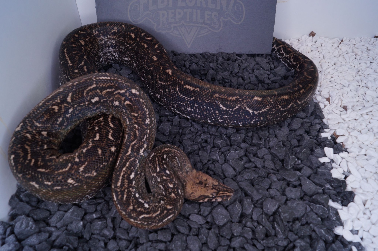 Leopard Boa Constrictor by Elbflorenz reptiles - MorphMarket