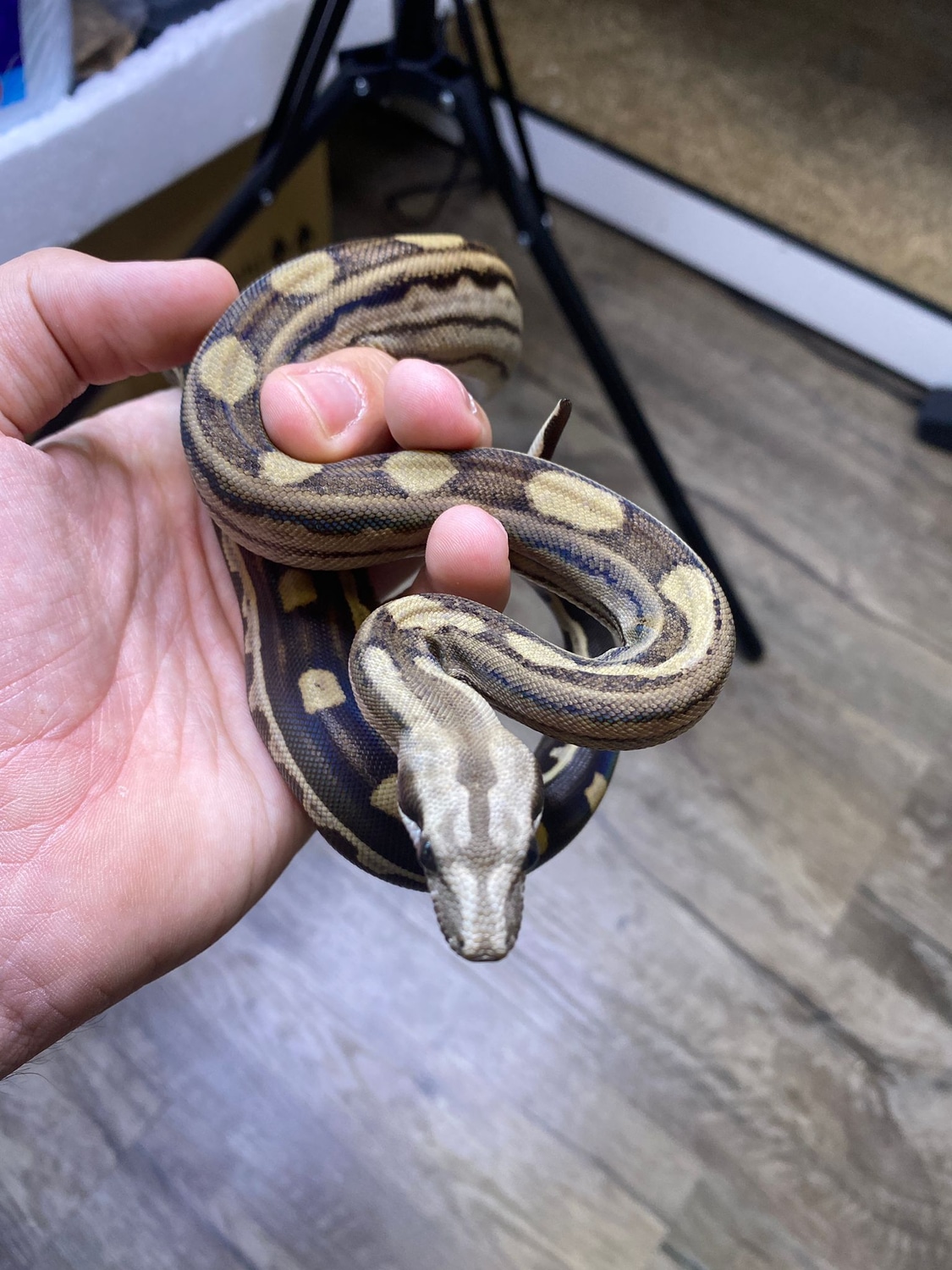 Motley Het. Red Dragon Boa Constrictor by Elbflorenz reptiles - MorphMarket