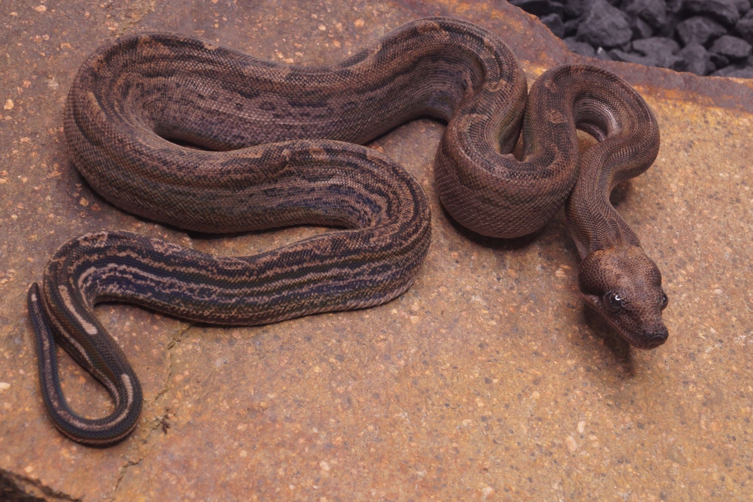 Aztec Eclipse Pos Het Vpi Albino 1.0 Boa Constrictor by Elbflorenz ...
