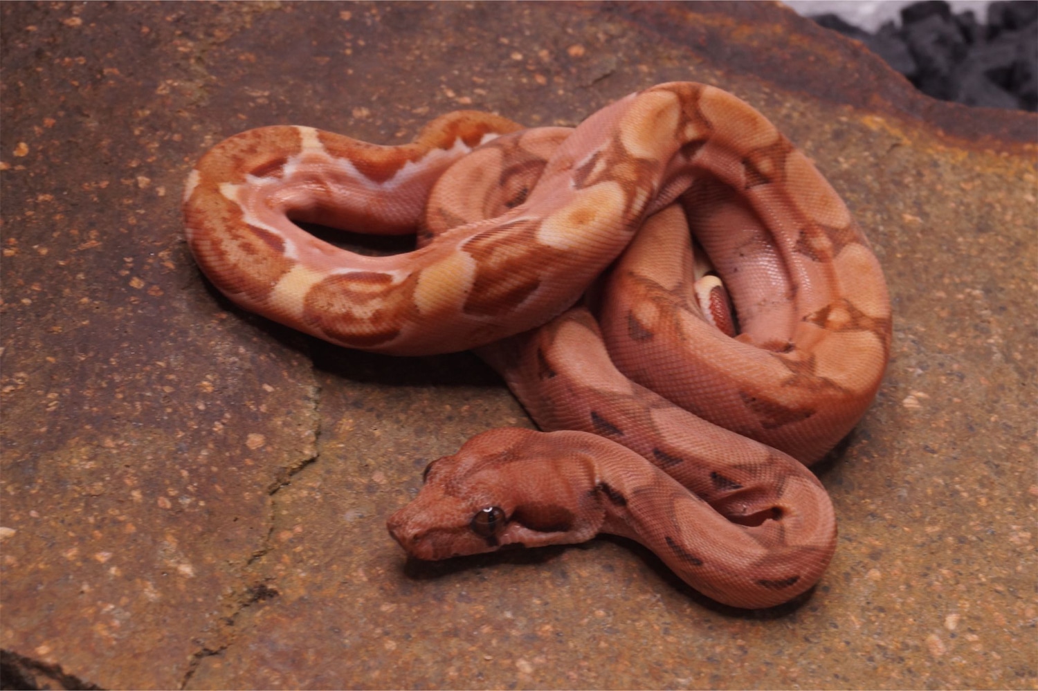 Hypo Pos. SUPER Blood Het Red Dragon Boa Constrictor by Elbflorenz ...