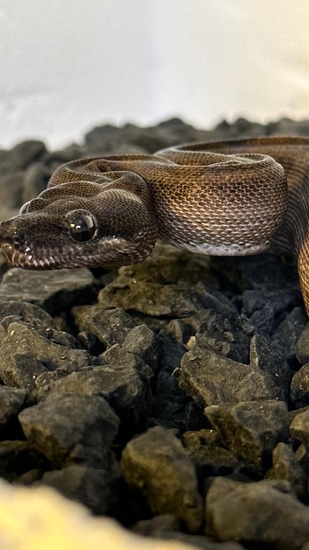 For Hamm NO RESERVE Aztec Eclipse Pos Het Vpi Albino Boa Constrictor by ...