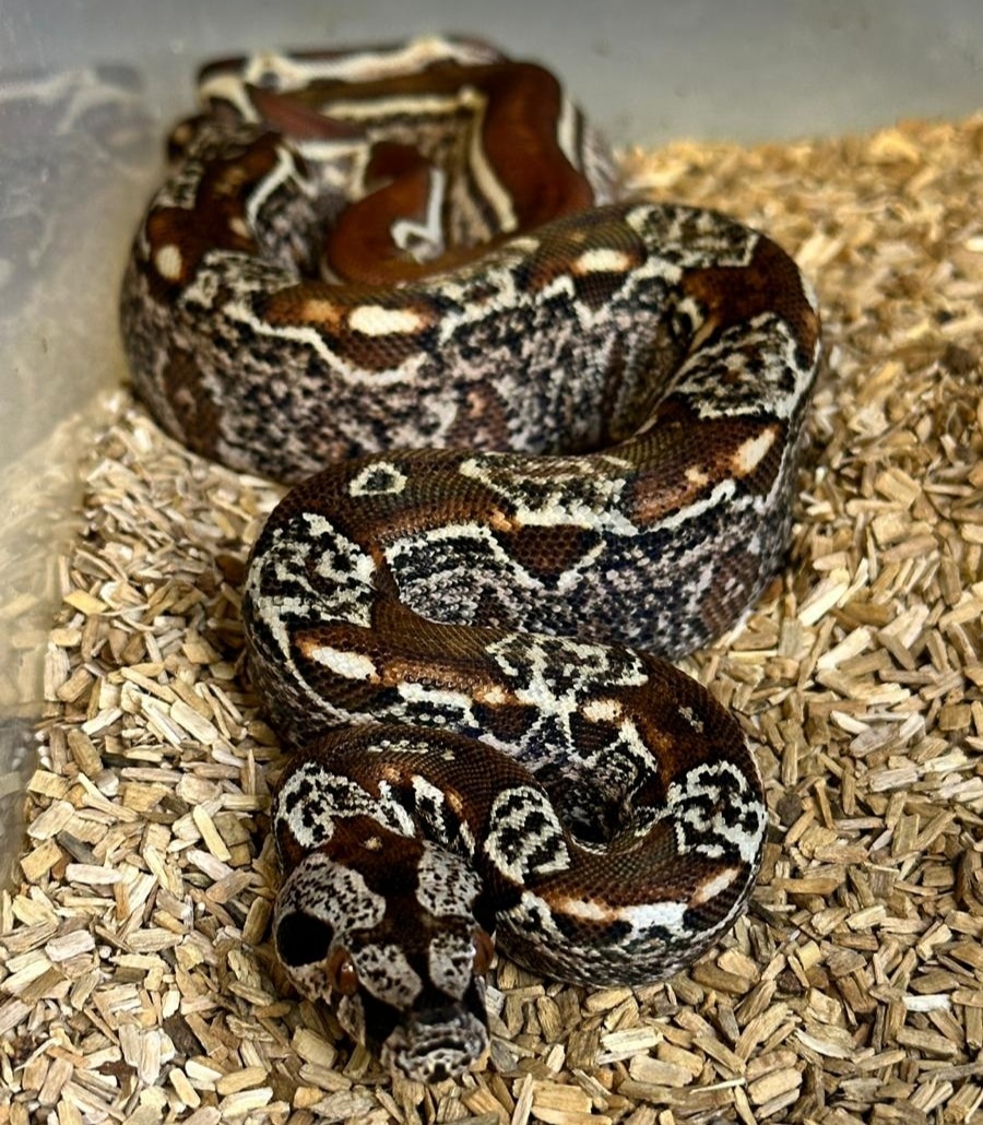 Hypo Img Het Leopard Albino Boa Constrictor by Elbflorenz reptiles ...