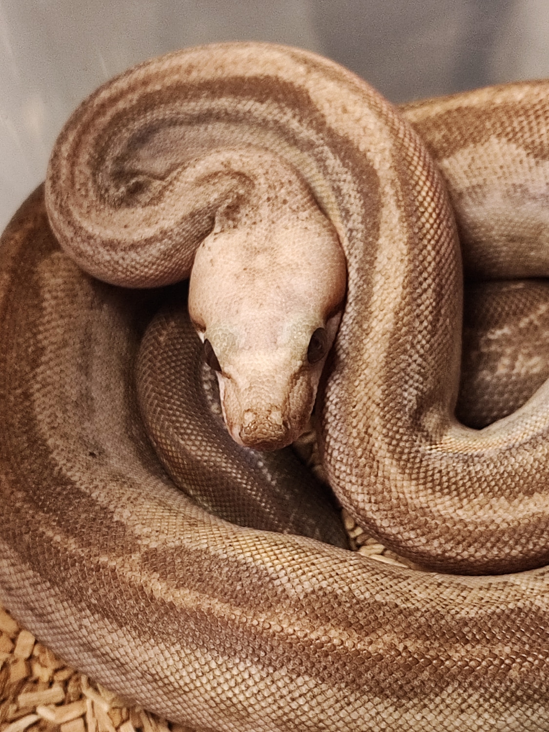 Vpi Albino Aztec Motley Leopard Boa Constrictor by Elbflorenz reptiles ...