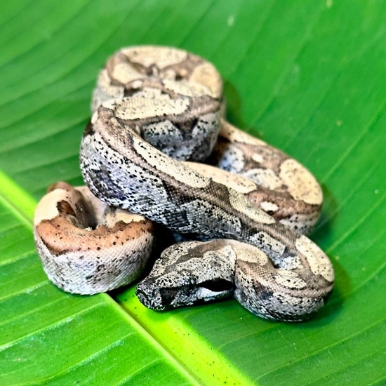 Hypo Img Key West Het. Bea Het. Kahl Boa Constrictor by Elbflorenz Reptiles
