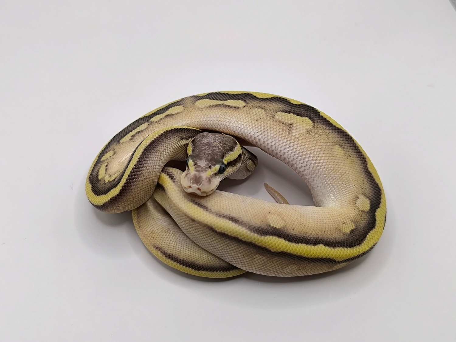 Calico Pastel Mojave 100% het. Pied