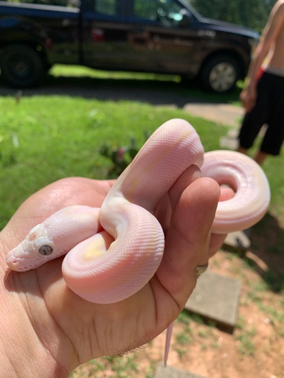Probable Sun Cow Het Purple Reticulated Python by Murder Wyrms Reptiles ...