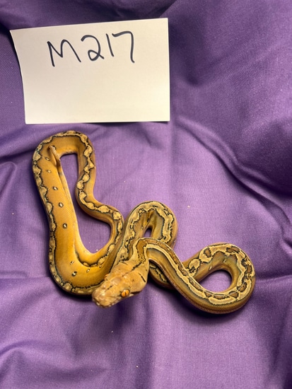 Marble Sunfire Hogs Het Purple Reticulated Python by Murder Wyrms ...