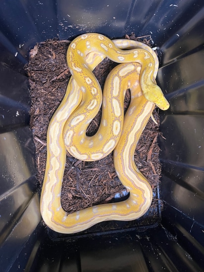 Purple Orange Ghost Stripe Reticulated Python by Murder Wyrms Reptiles ...