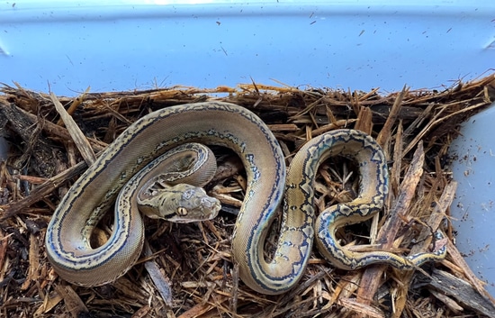 50% Bohol Philippine Marble Tribal Sun Pos Het White Reticulated Python ...