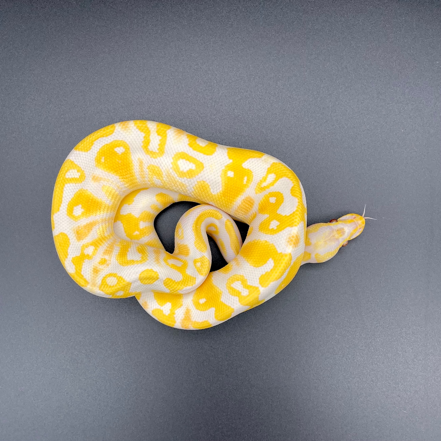 Lavender Albino Pastel Het Piebald Ball Python by Tom Baker Reptiles ...