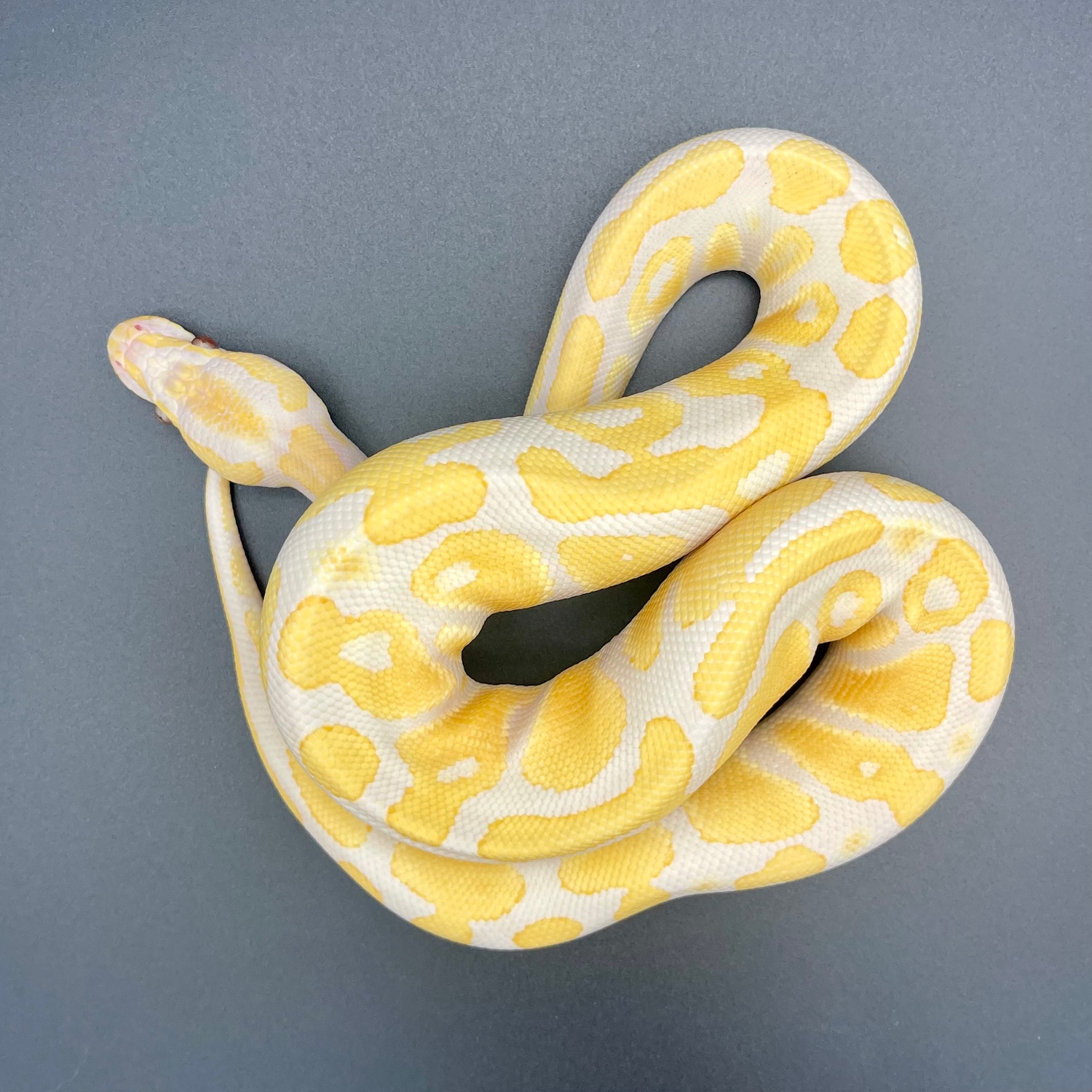 Lavender Albino Het Piebald Ball Python by Tom Baker Reptiles - MorphMarket