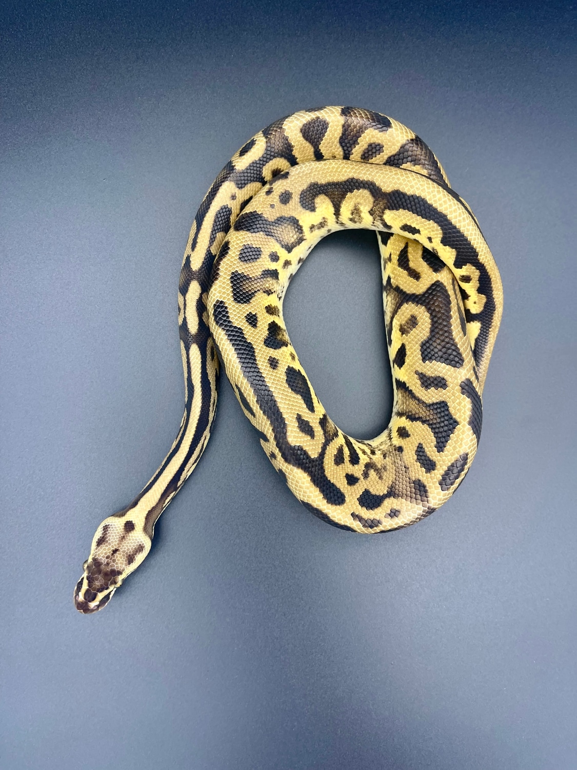 Pastel Leopard 100% Het Piebald 50% Het Lavender Albino Ball Python by ...
