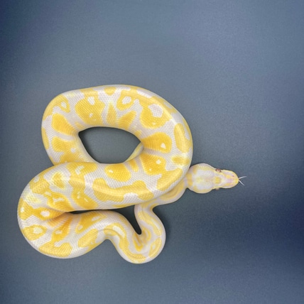 Lavender Albino Pastel Het Piebald Ball Python by Tom Baker Reptiles ...