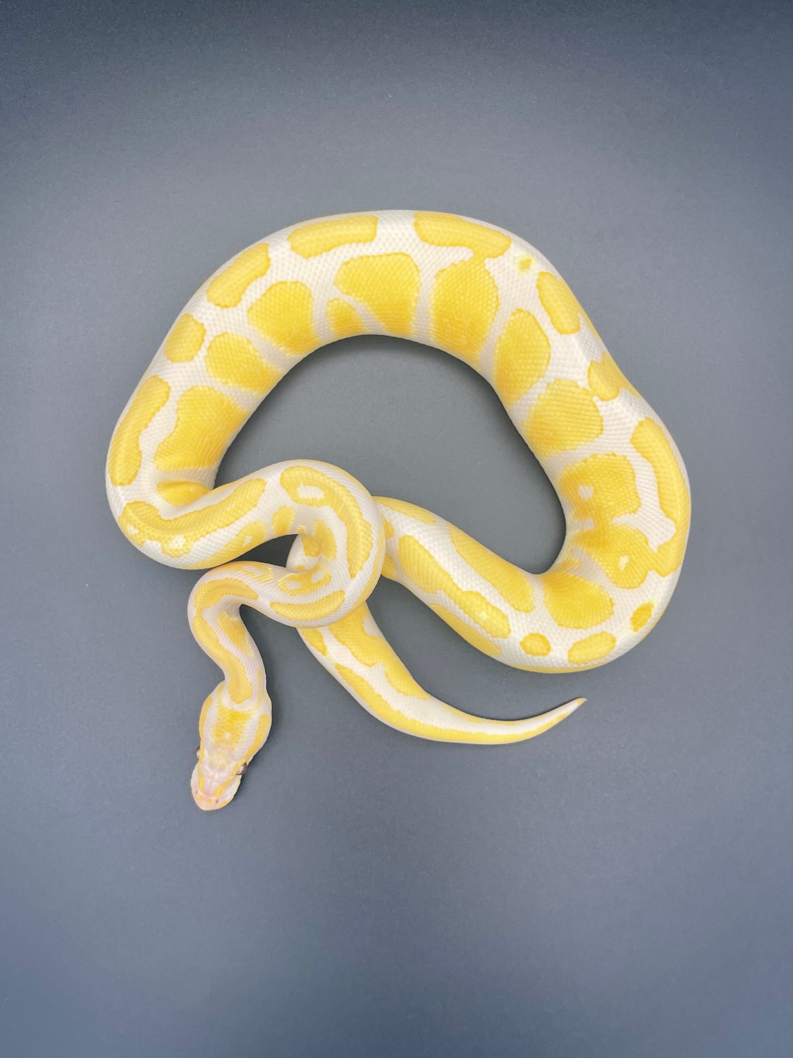 Lavender Albino Ball Python by Tom Baker Reptiles - MorphMarket