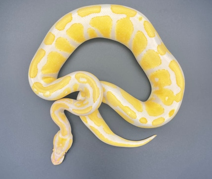Lavender Albino Pastel Het Piebald Ball Python by Tom Baker Reptiles ...
