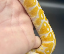 Lavender Albino 100% Het Clown Ball Python by Tom Baker Reptiles ...