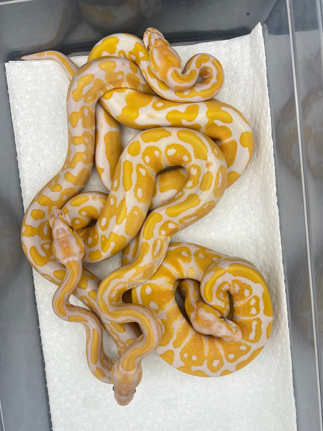 Lavender Albino 100% Het Clown Ball Python by Tom Baker Reptiles ...
