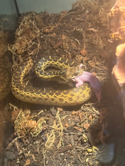 Baby Het Snow Gopher Gopher Snake by Tom’s reptiles