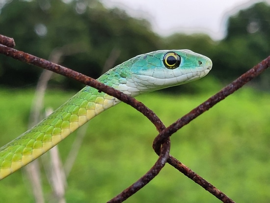 Baby African Green Bush Snake, More Colubrid by Tom’s reptiles