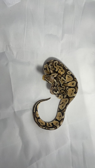 CB22 Pastel Ball Python by JoynerJungle
