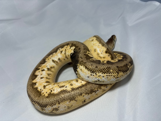 Snake Collection For Sale Ball Python by JoynerJungle