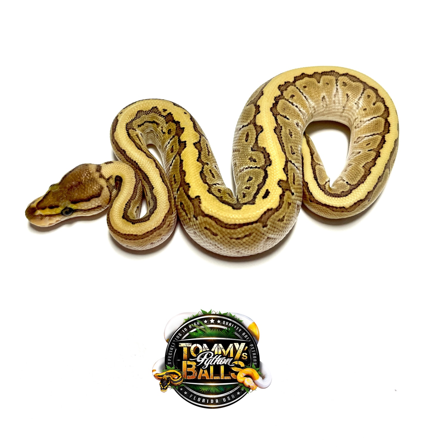 Lesser Pinstripe 66% Het Hypo 66 % Het Clown Ball Python by Tommy's ...