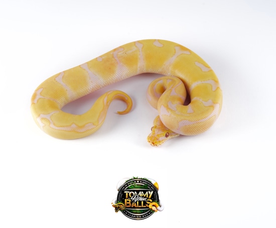 🔥 Enchi Candino 100 % Het Pied 🔥 Ball Python by Tommy's Python Balls