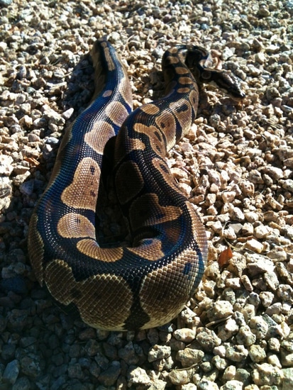 Adult Female Figure8 Ball Python by Thomas Pecanic