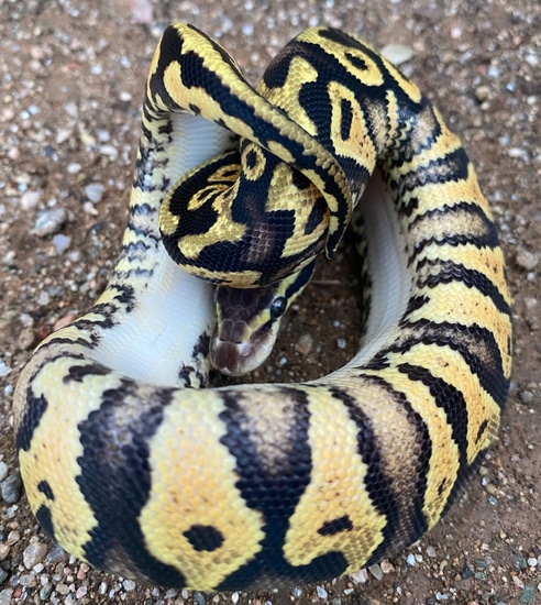 Pastel Jungle Gravel Ball Python by Thomas Pecanic