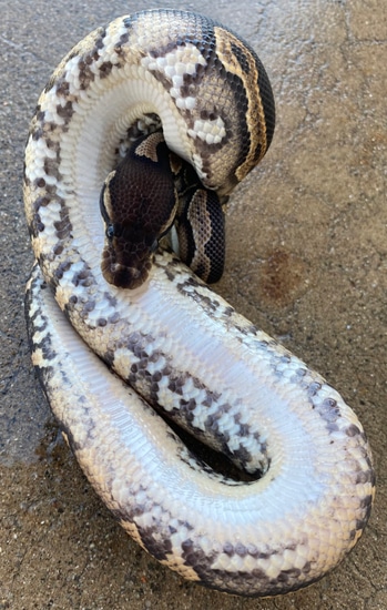 Cinnamon Gravel Ball Python by Thomas Pecanic